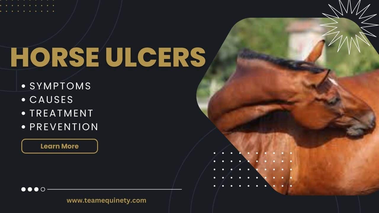 What Deficiency Can Cause Mouth Ulcers In Horses Infoupdate