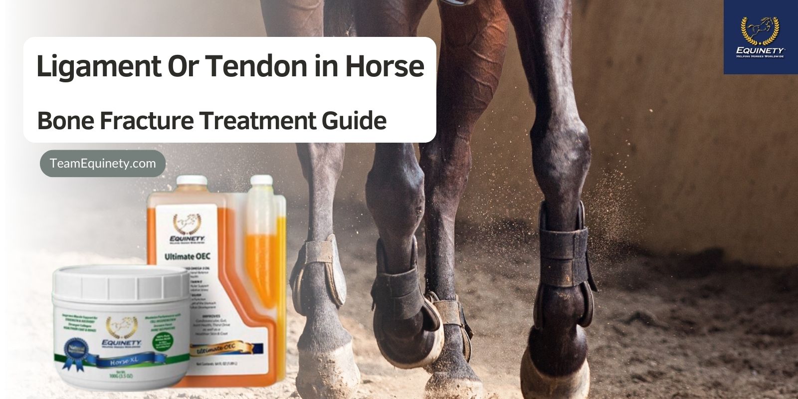 Ligament or Tendon in Horse: Bone Fracture Treatment (Guide 2023)